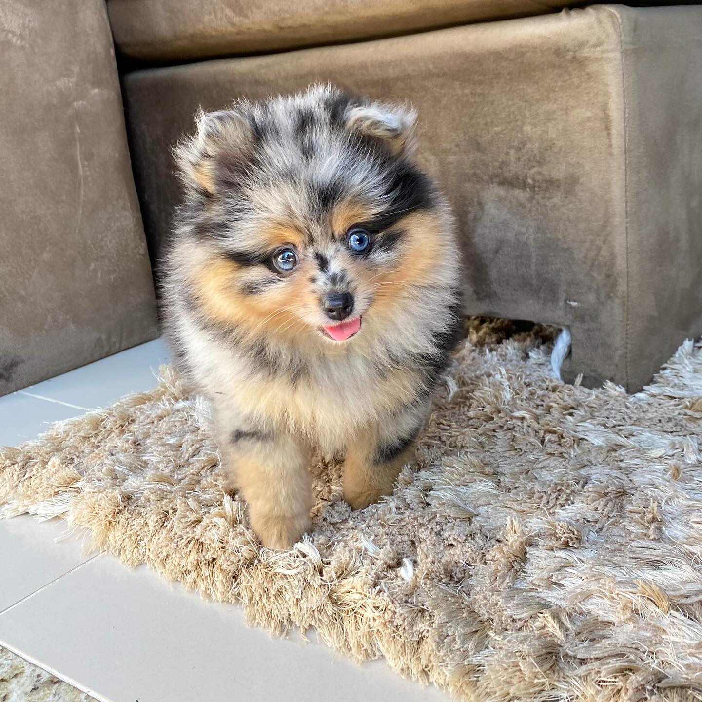 Shop - Pomeranian Spot